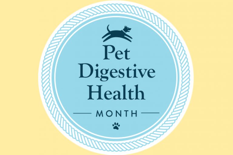 5 Tips for Your Pet's Digestive Health [Infographic] - Pet Pros