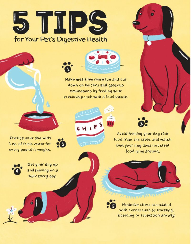 5 Tips for Your Pet's Digestive Health [Infographic] - Pet Pros